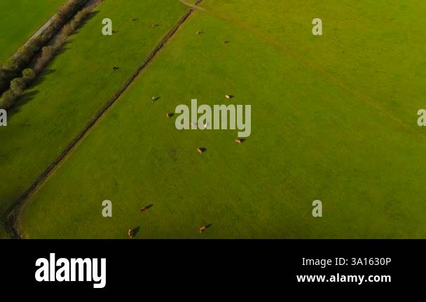 Aerial view of lush green pasture with grazing cattle, showcasing rural ...