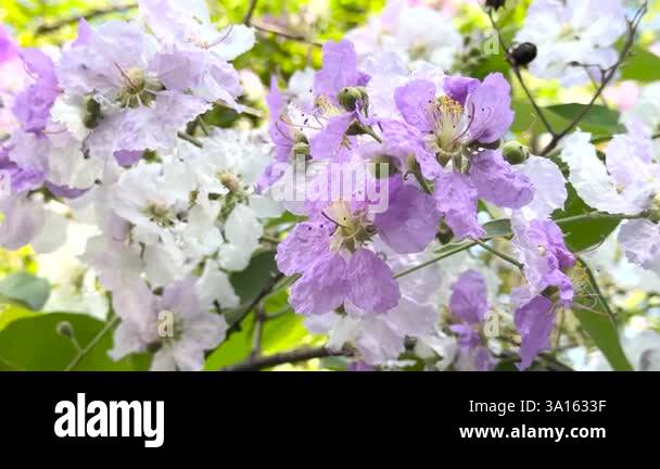 Thai bungor or Lagerstroemia loudonii Teijsm or Lagerstroemia ...