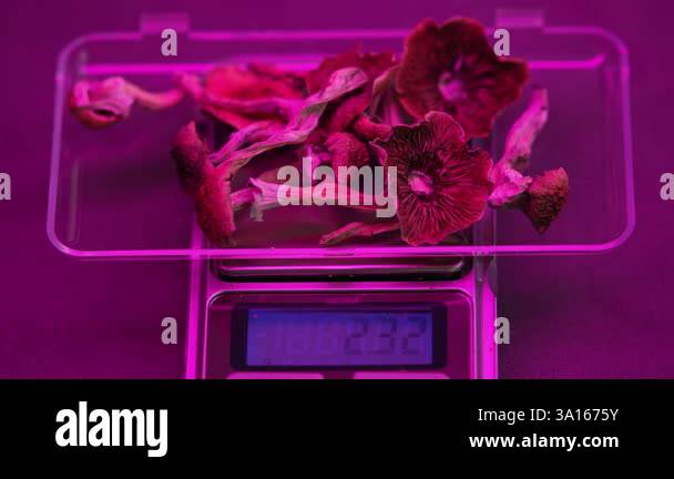 Magic mushrooms - dried psilocybin mushrooms Golden Teacher Stock Video ...