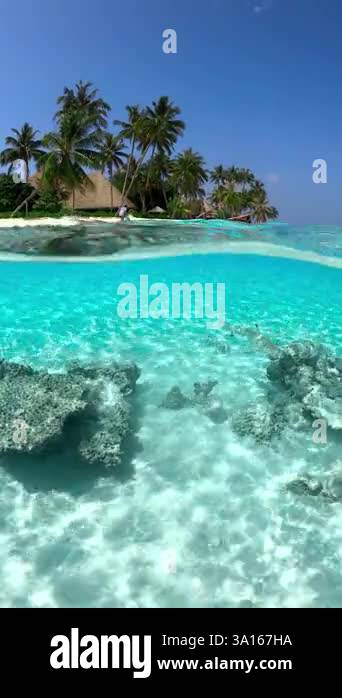 Underwater scene in the Maldives highlights a small shark swimming ...