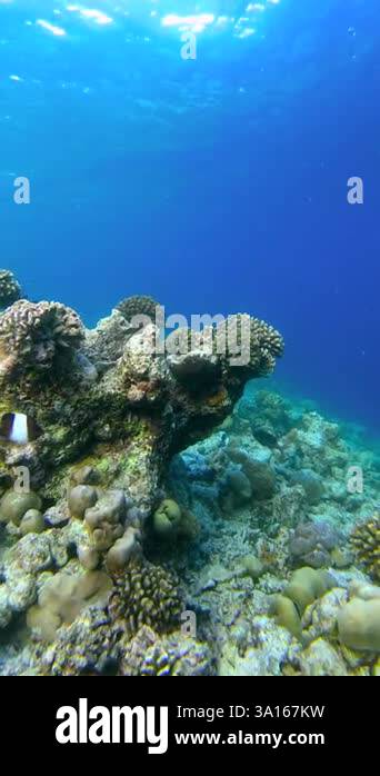 Underwater scene in the Maldives showcases coral formations with ...