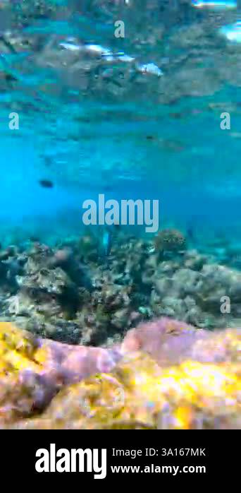 Underwater scene in the Maldives showcases a vibrant coral reef with ...