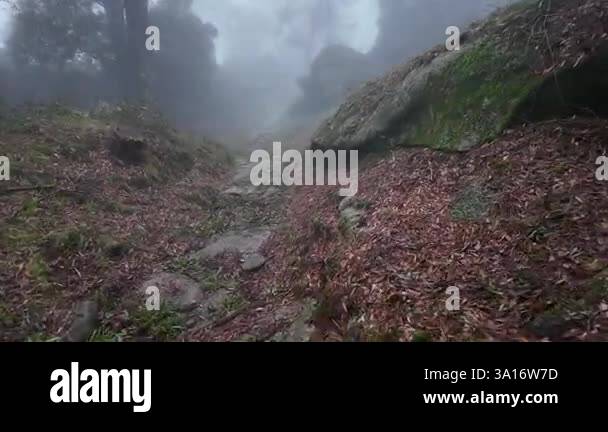 Dense fog gradually enveloping mysterious forest path. Creating ...