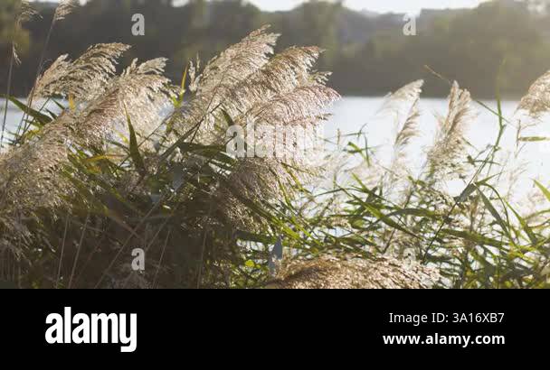 Sunlit reeds sway gently by the edge of a calm lake, their golden hues ...