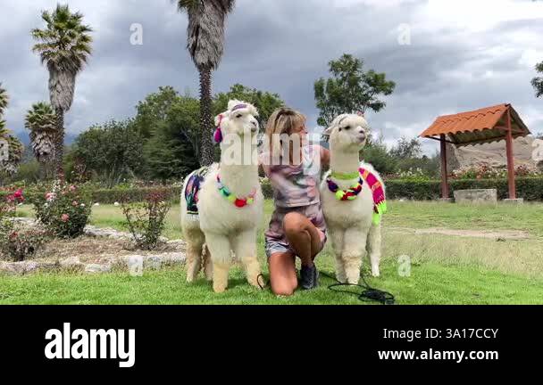 Footage of young woman taking pictures and hugs two alpacas in Peru ...