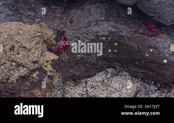 Vibrant red crabs cling to the rocky shoreline, contrasting against the ...