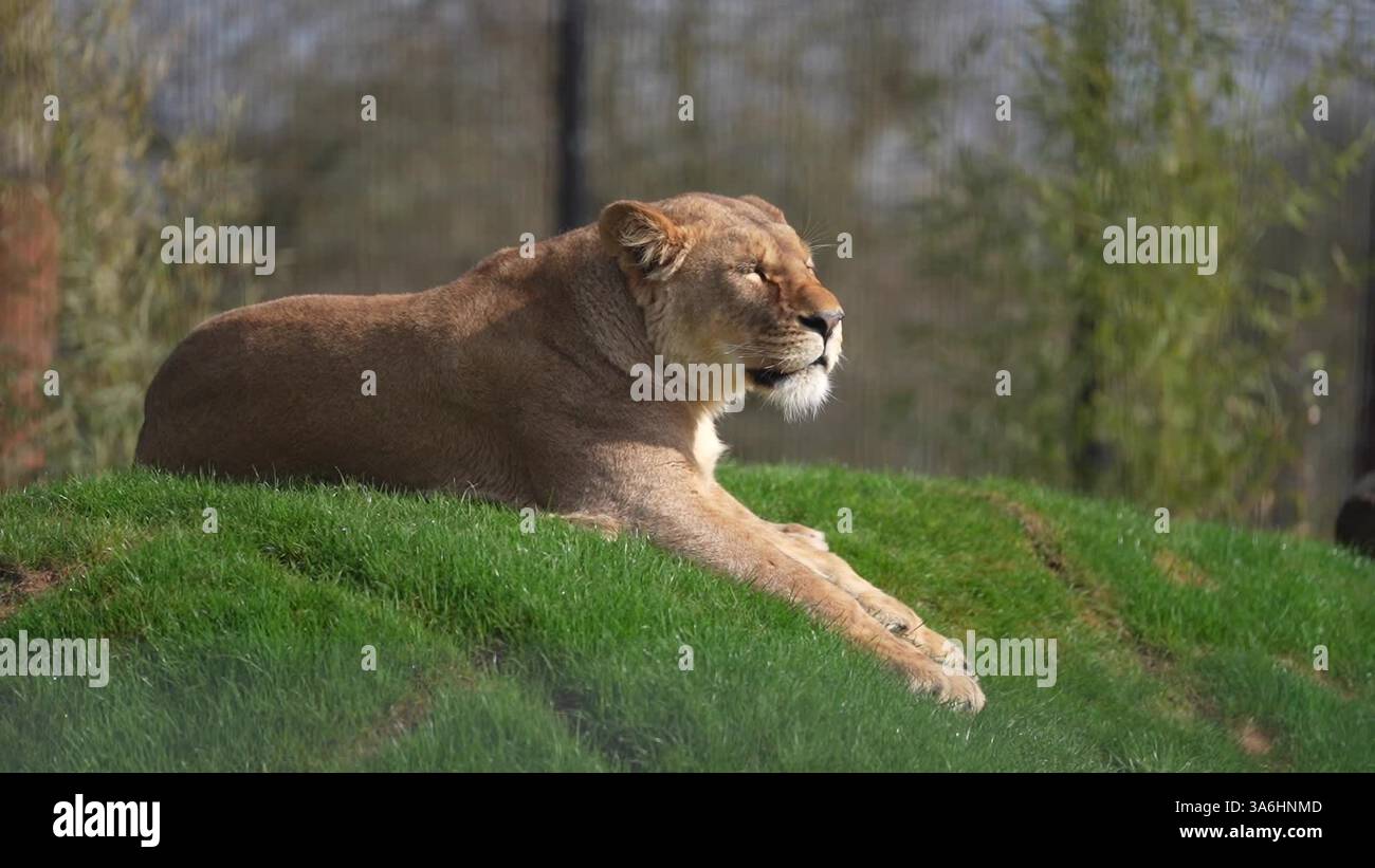 Five lions Stock Videos & Footage - HD and 4K Video Clips - Alamy