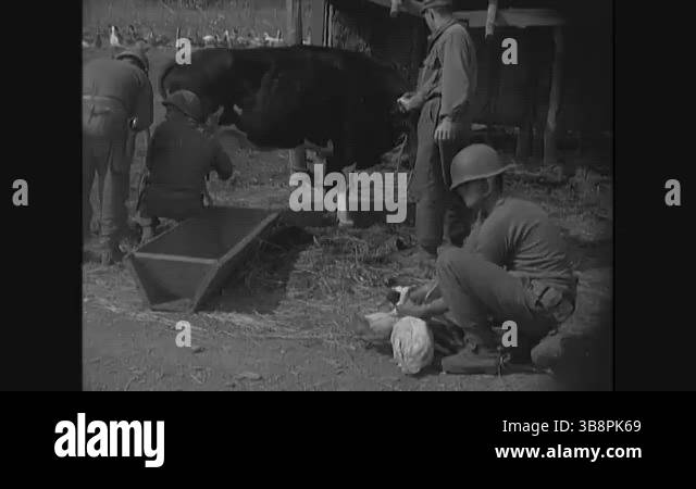 SARIWON - 1950 - First Cavalry soldiers chase and capture ducks outside ...