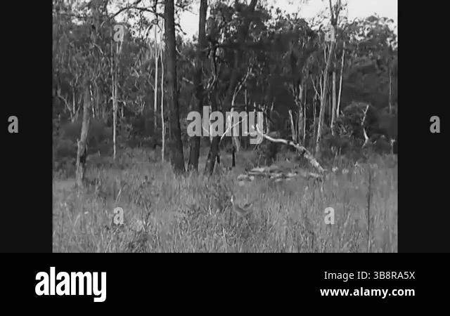 AUSTRALIA - 1943 - US troops advance across field and fire weapons at ...