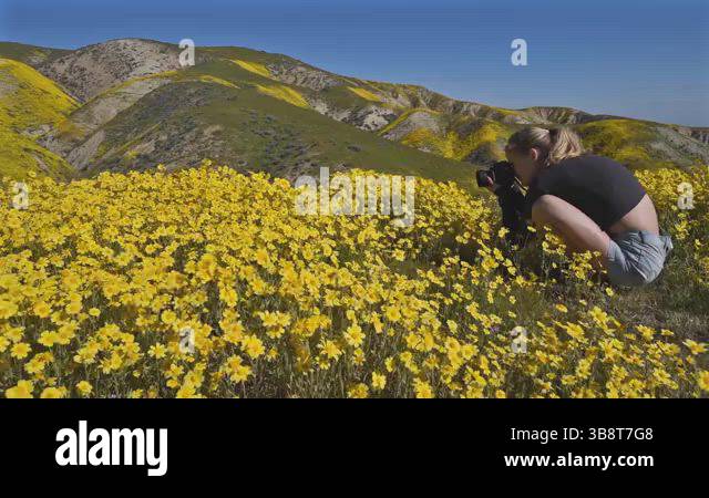 Carrizo Plain California Daisy wildflowers superbloom and young girl ...