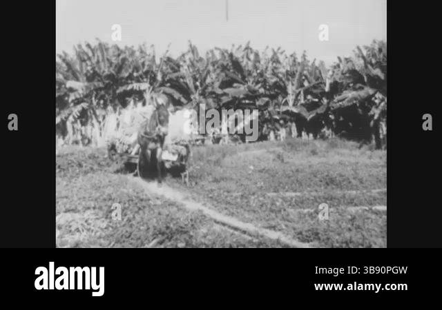 GUATEMALA - 1940s - Bananas are cleaned and transported in train wagons ...