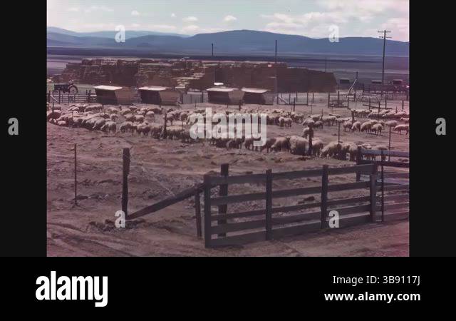 UTAH - 1957 - Farmers raise livestock sheep and cattle at Winder Farm ...