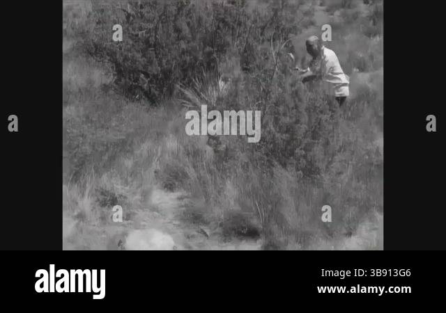 US - 1961 - in this horror film, a killer is on the loose, looking for ...