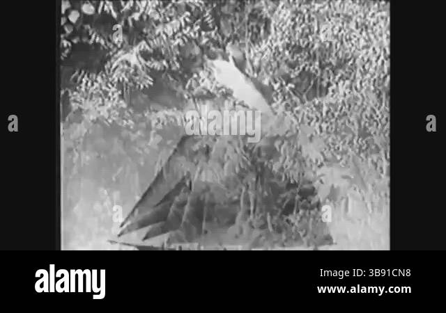 PAPUA NEW GUINEA - 1931 - In this ethnographic film, Papua New Guinea ...