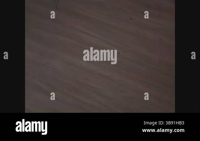 UNITED STATES - 1969 - A hand flips through the pages of Johnny Tremain ...