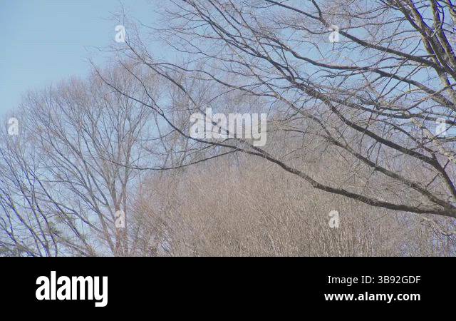 Carter presidential center Stock Videos & Footage - HD and 4K Video ...