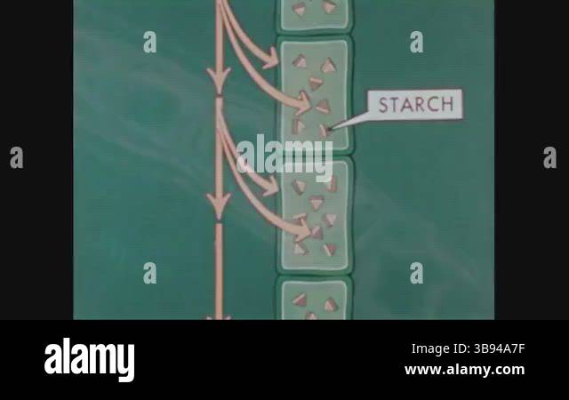 USA - 1984 - How starch is produced by green plants through ...