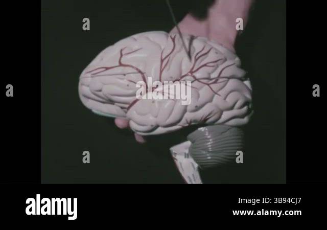 USA - 1967 - Learn about a different theory regarding the brain and how ...