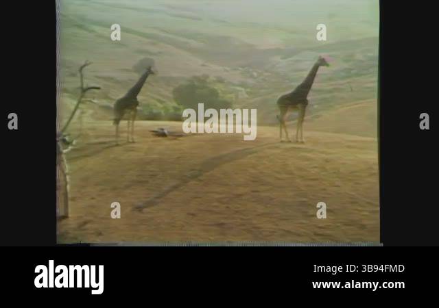 SAN DIEGO - 1975 - Zookeepers drive through the San Diego Wild Animal ...