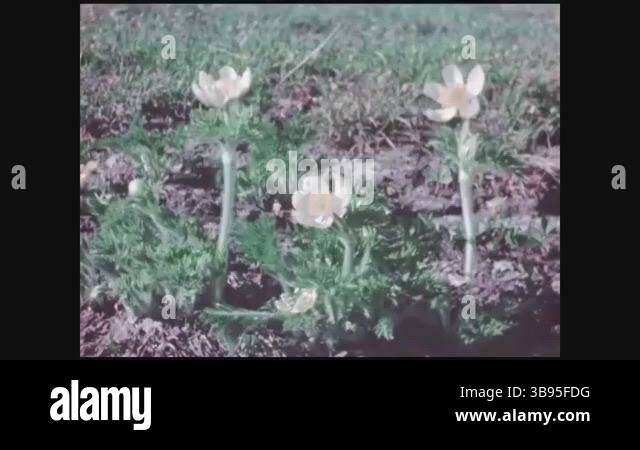 UNITED STATES - 1950s - Flowers such as beargrass and buttercups bloom ...