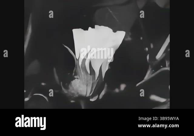 UNITED STATES - 1961 - Hand showing cotton boll. An agricultural ...