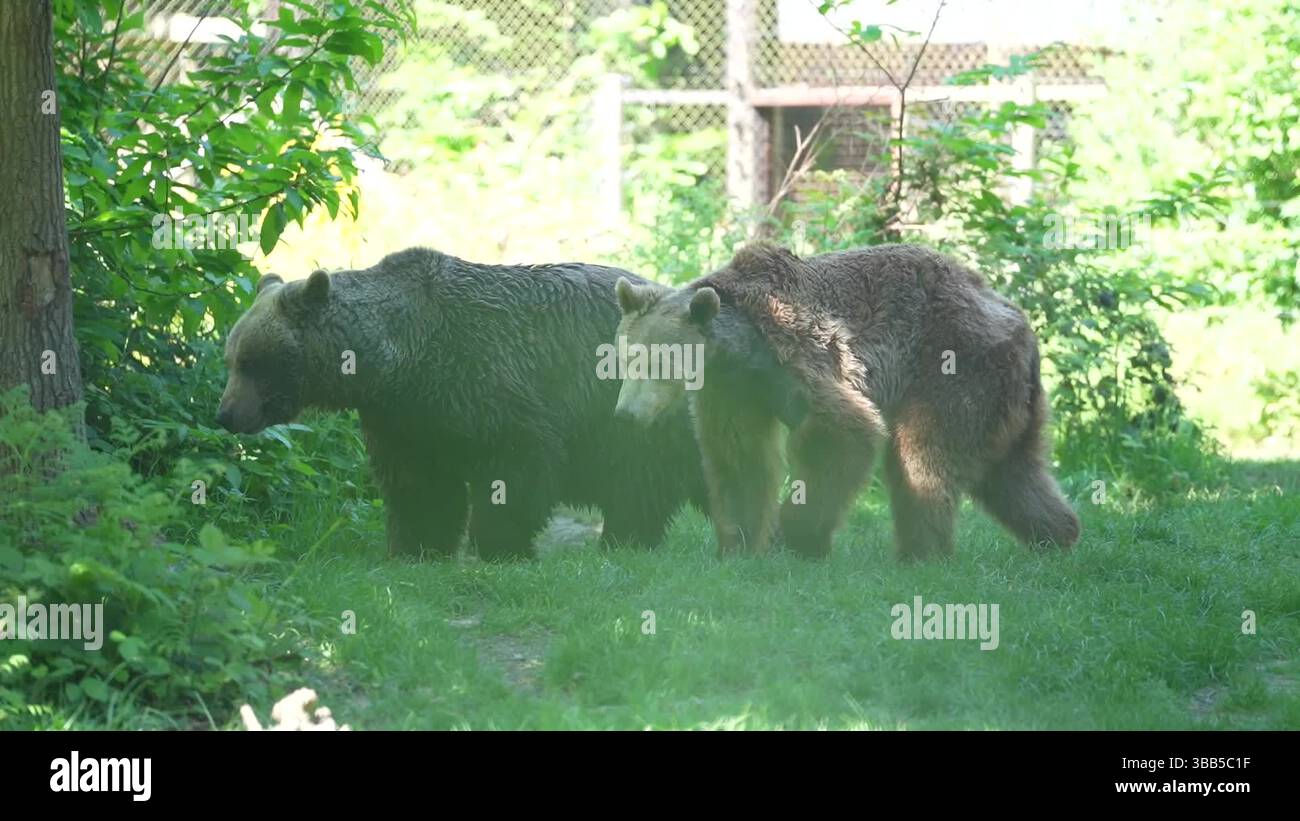 Boki bear Stock Videos & Footage - HD and 4K Video Clips - Alamy