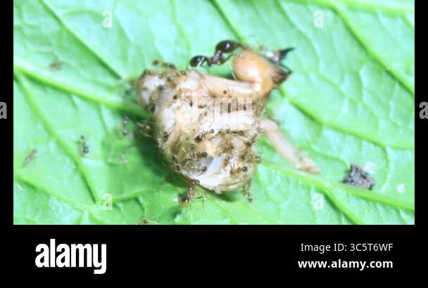 Ants carrying insects. An insect larva died. A group of ants came and carried the insect back to ...