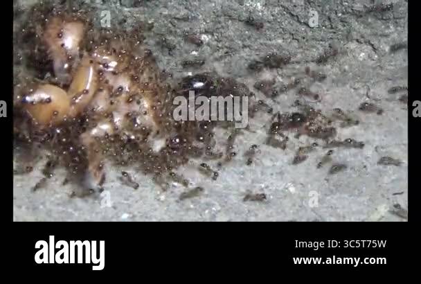 Ants carrying insects. An insect larva died. A group of ants came and carried the insect back to ...