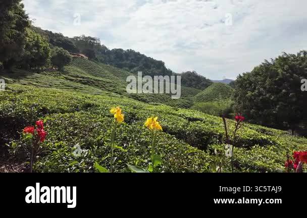 Tea cultivation in assam plantation Stock Videos & Footage - HD and 4K ...