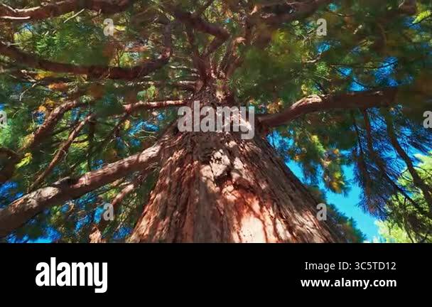 Sequoia sequoiadendron giganteum flora Stock Videos & Footage - HD and ...