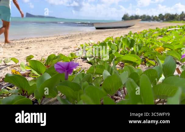 Elderly tourists strolling on tropical beach with blooming flora.Beach ...