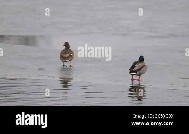 Two ducks stand on a frozen lake, facing away. The male has a glossy green head, while the ...