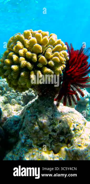 Coral formation with bright yellow and red accents, located underwater ...