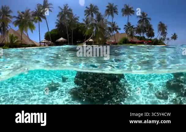 Underwater view of coral formations in the Maldives, with palm trees ...
