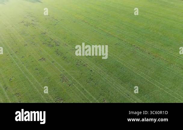 Burrow holes in green farmland from wildlife Stock Video Footage - Alamy