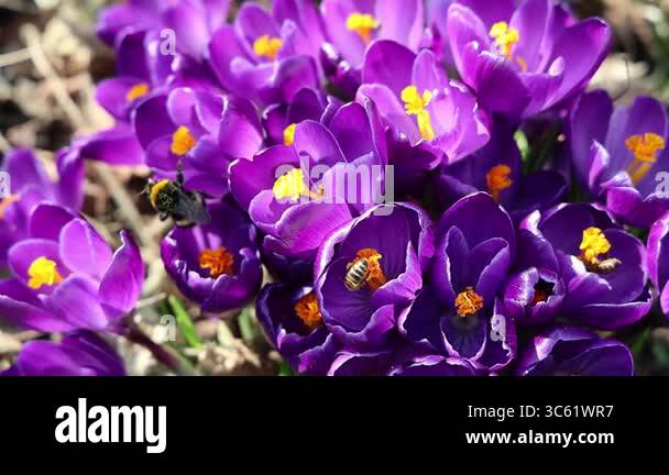 Slow motion of bees pollinating purple crocus flowers in spring Stock ...