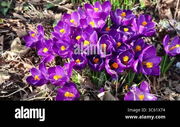 Slow motion of bees pollinating purple crocus flowers in spring Stock ...