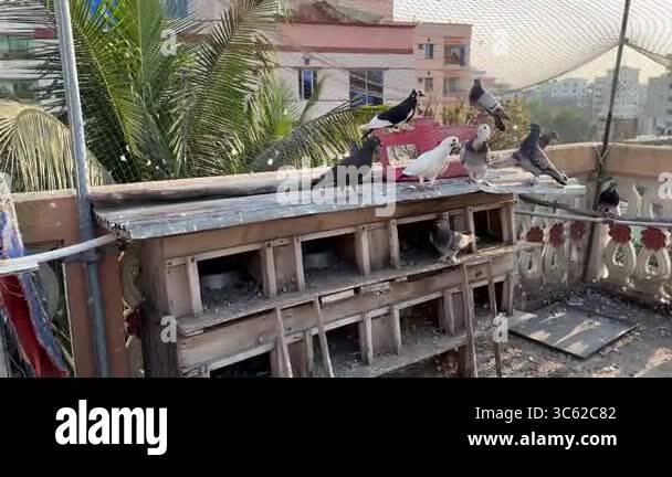 Pigeons Flying 4K Stunning Capture of Birds in Flight with Detailed Feather Movements Stock ...