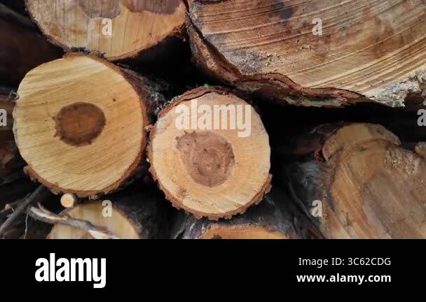 Logs of pine and spruce trees, trunks pile. Cut trees from the wild ...