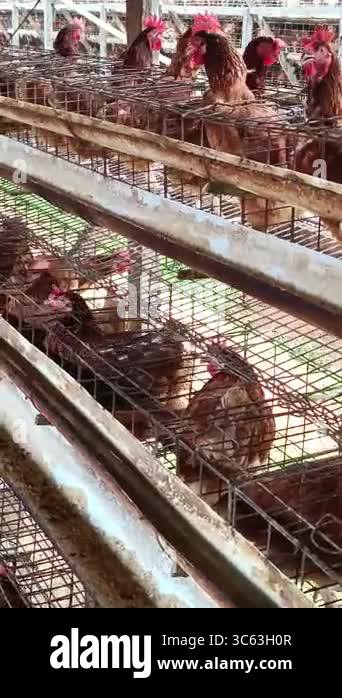 Layer hens in battery cages exemplify intensive farming, highlighting ...