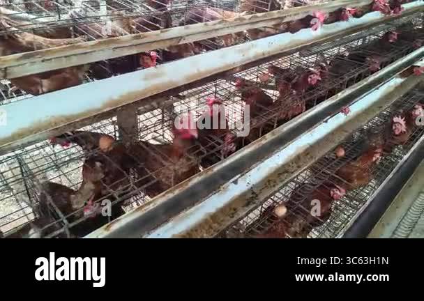 Laying hens mass farm Stock Videos & Footage - HD and 4K Video Clips ...