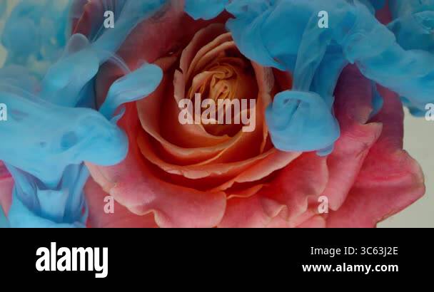 Rose flower. Paint splash. Defocused blue bronze pink colorful blossom ...