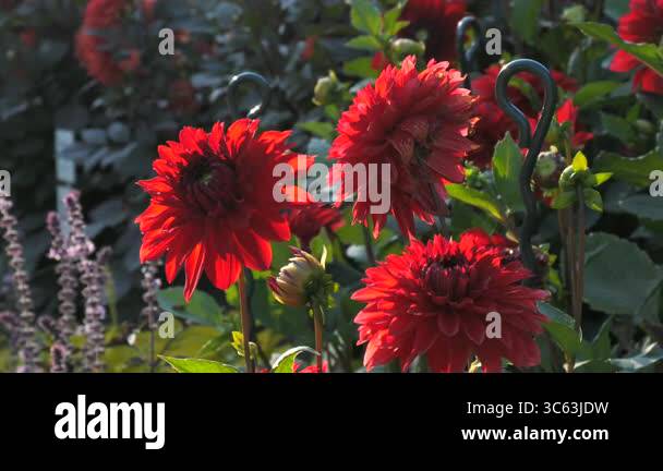A beautiful close up of bright red dahlia flowers in full bloom ...