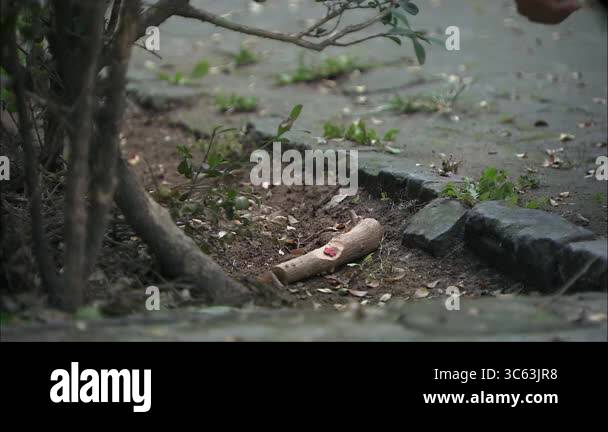 Retracted hand Stock Videos & Footage - HD and 4K Video Clips - Alamy