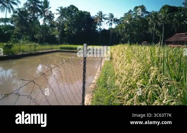 A serene landscape featuring a rice field with lush green plants and a ...