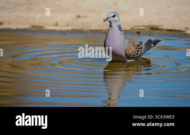 Streptopelia turtur standing in shallow water with ripples Stock Video ...