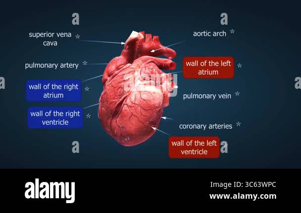 Arteries valves Stock Videos & Footage - HD and 4K Video Clips - Alamy
