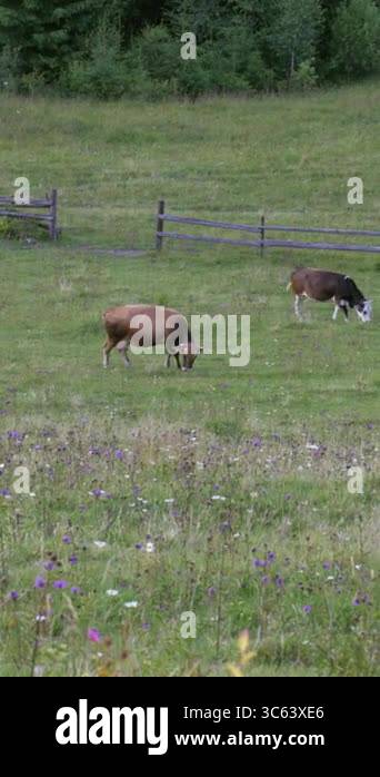 Cows grazing on a green meadow on grass or pasture surrounded by a ...