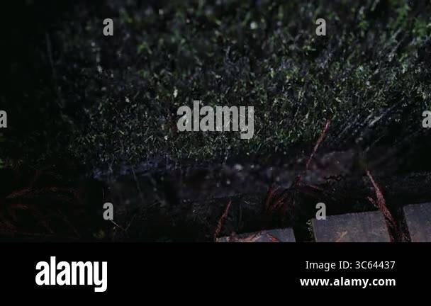 Moody dark forest scene featuring tree bark covered in green moss and ...