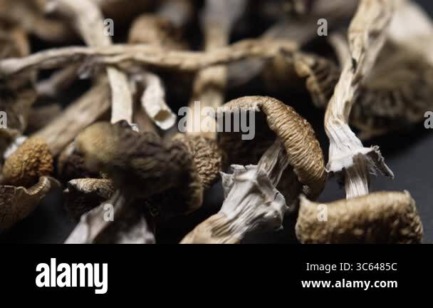 Magic mushrooms - dried psilocybin mushrooms Golden Teacher Stock Video ...